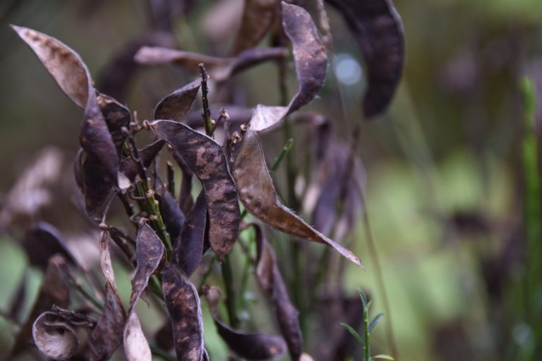 Scotch broom - Invasive Species Council of British Columbia