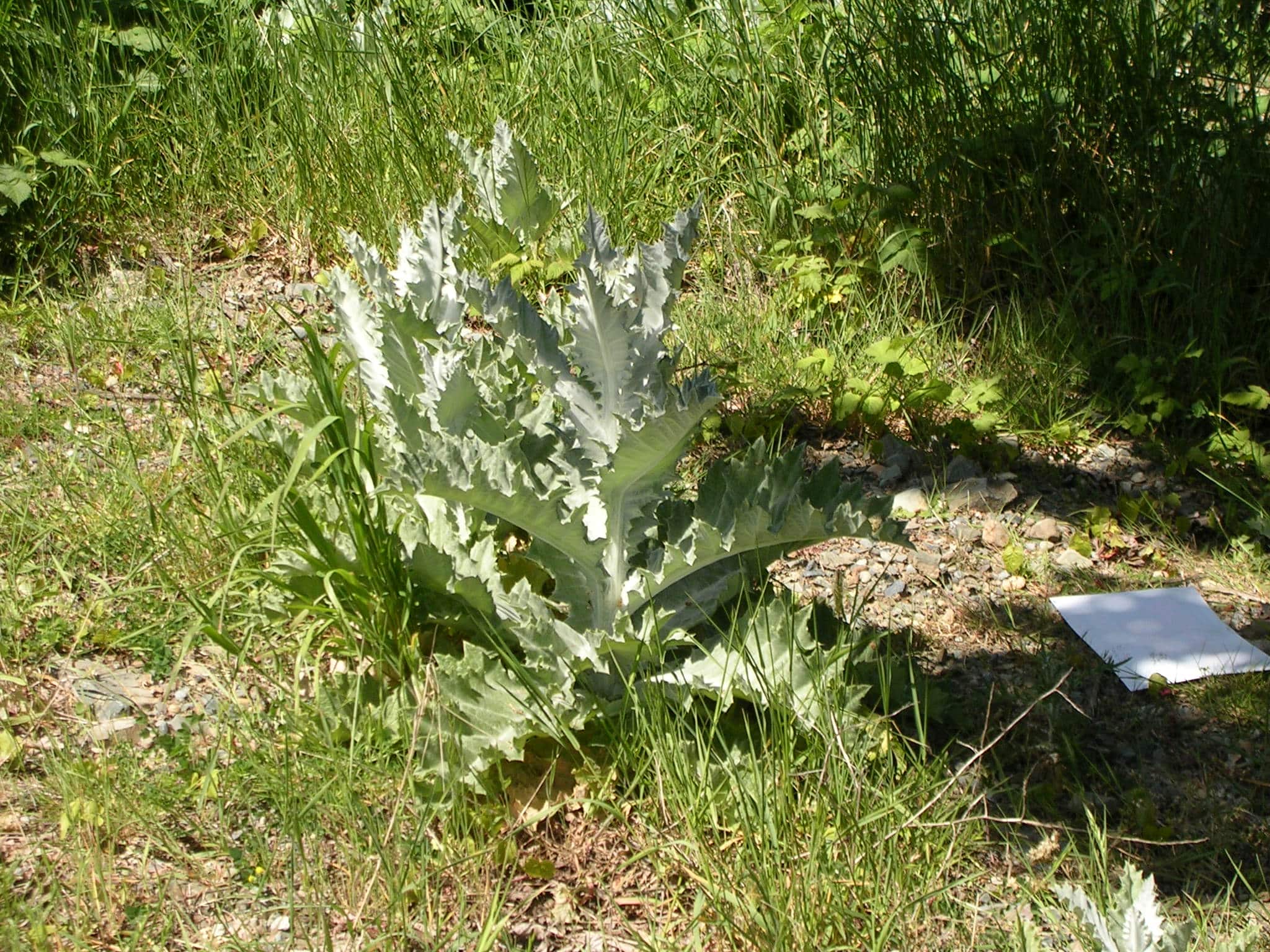 Scotch thistle - Invasive Species Council of British Columbia