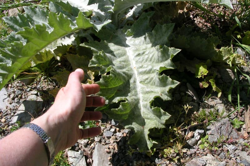 Scotch thistle - Invasive Species Council of British Columbia