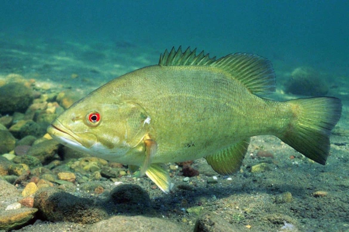 Smallmouth bass - Invasive Species Council of British Columbia