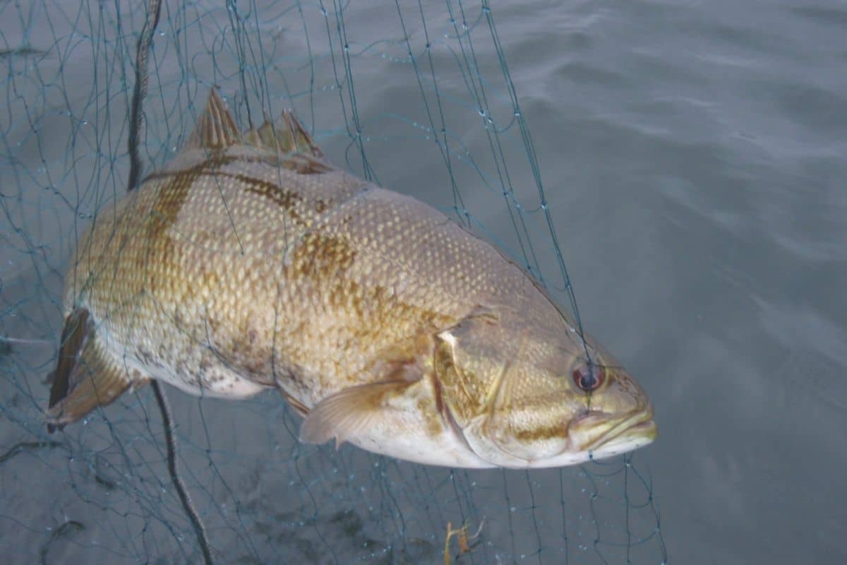 Smallmouth bass - Invasive Species Council of British Columbia