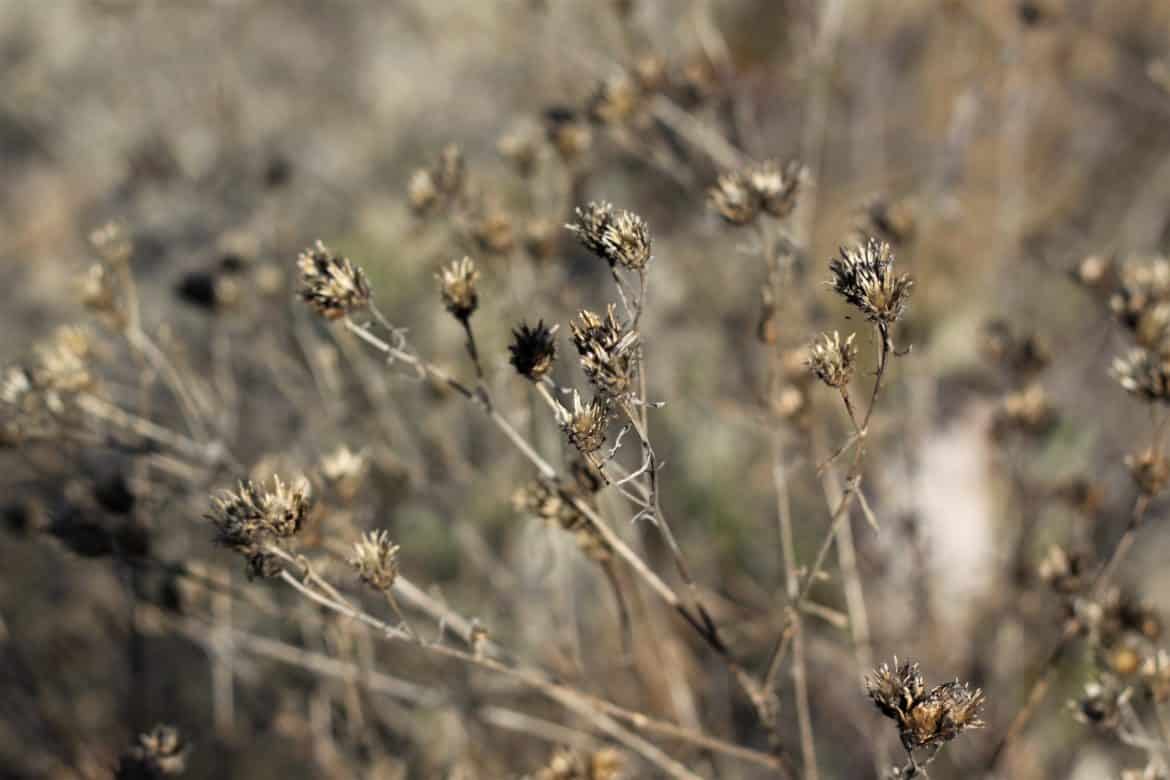 Spotted knapweed - Invasive Species Council of British Columbia
