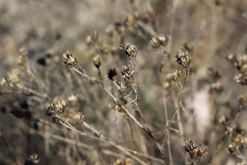 Spotted knapweed - Invasive Species Council of British Columbia