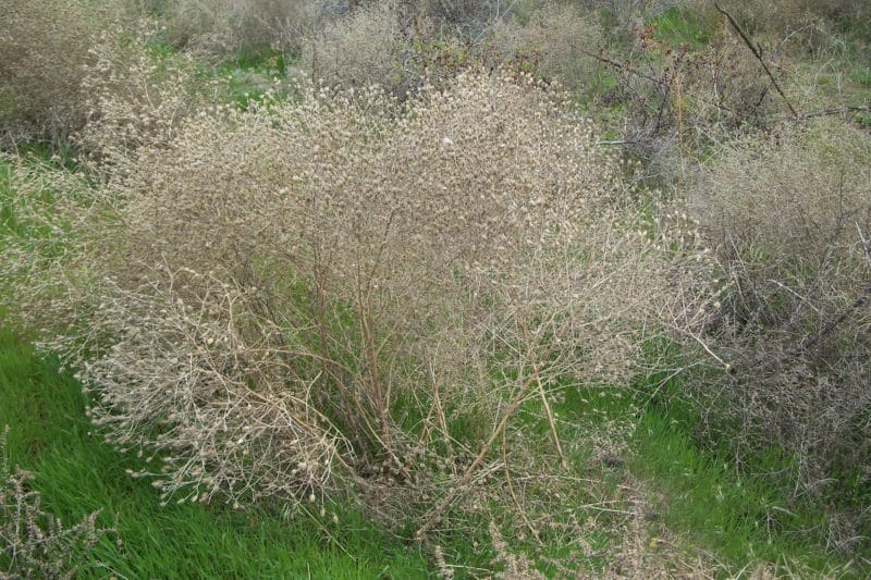 Spotted knapweed - Invasive Species Council of British Columbia