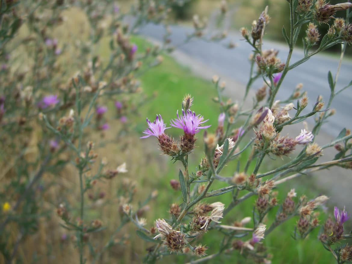 Spotted knapweed - Invasive Species Council of British Columbia