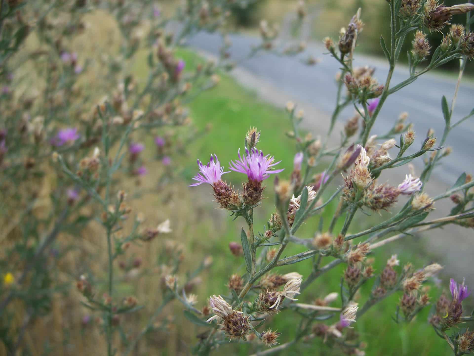 Spotted knapweed - Invasive Species Council of British Columbia