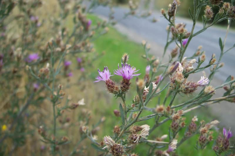 Spotted knapweed - Invasive Species Council of British Columbia