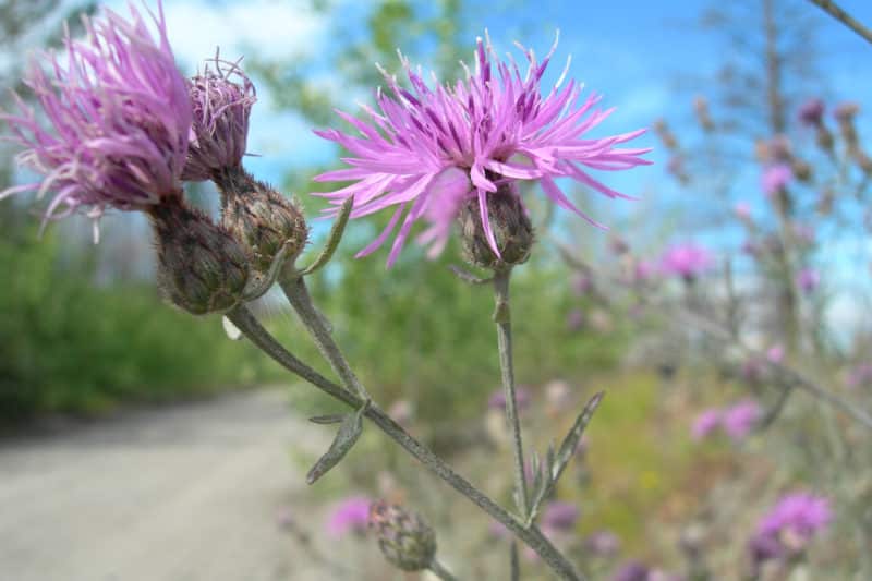 Spotted knapweed - Invasive Species Council of British Columbia