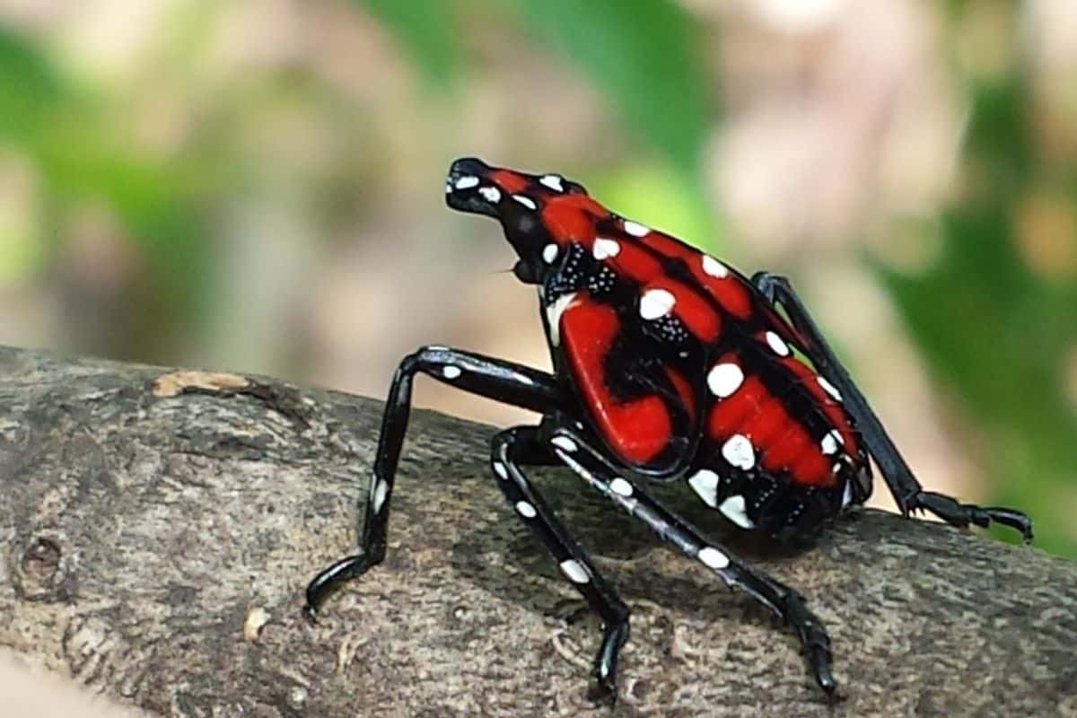 Spotted lanternfly - Invasive Species Council of British Columbia