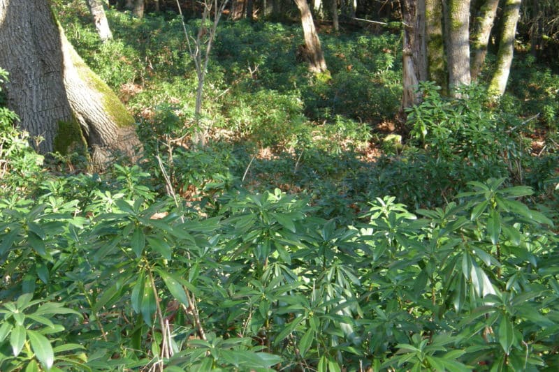 Daphne (Spurge-Laurel) - Invasive Species Council of British Columbia