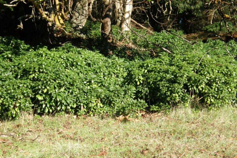 Daphne (Spurge-Laurel) - Invasive Species Council of British Columbia
