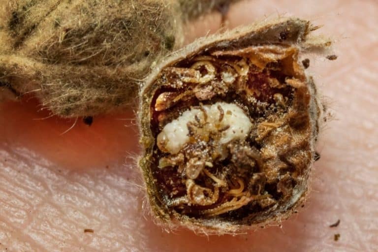 Strawberry blossom weevil - Invasive Species Council of British Columbia