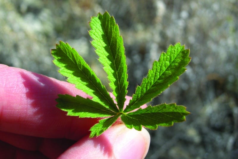 Sulphur cinquefoil - Invasive Species Council of British Columbia