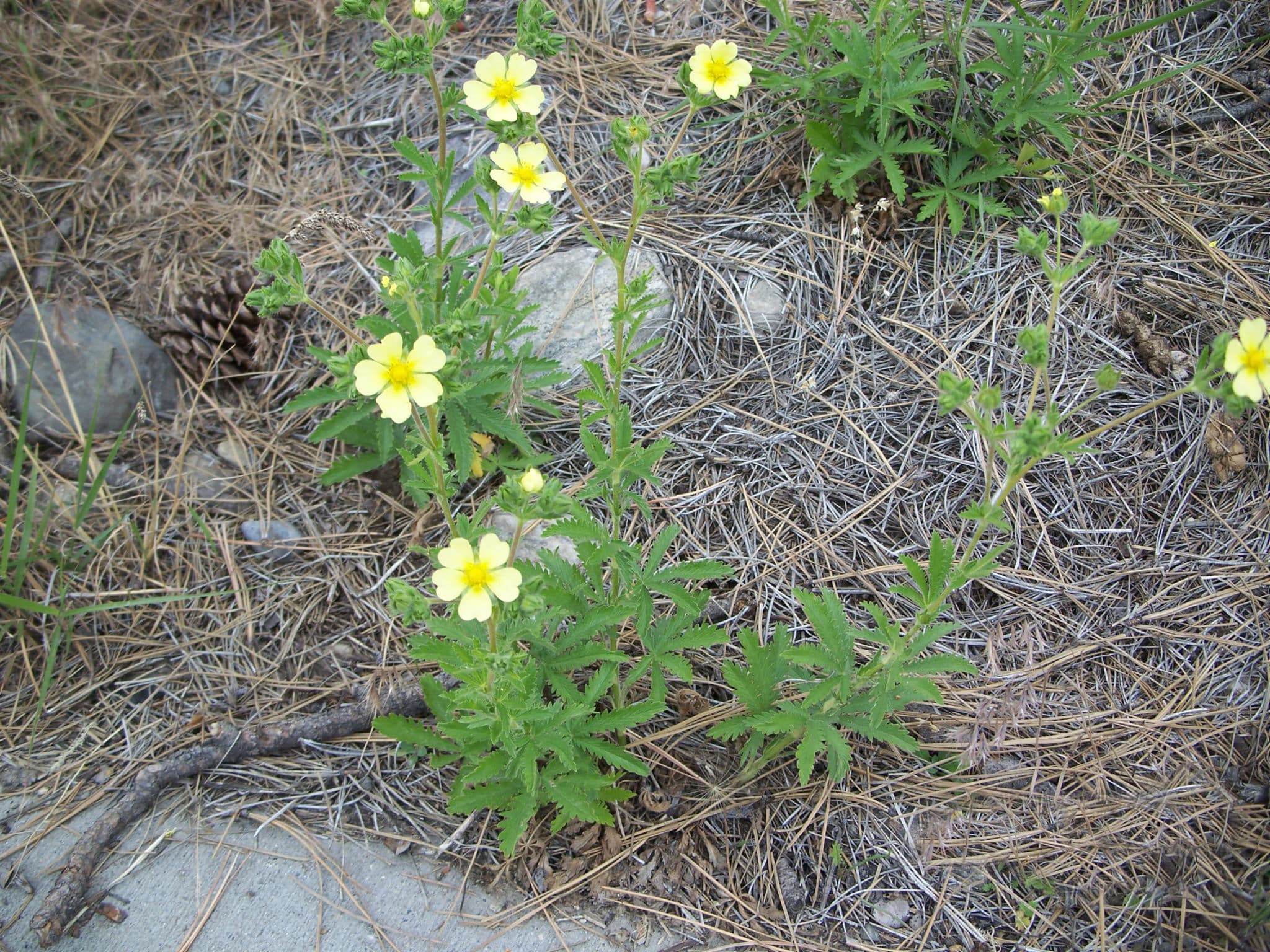 Sulphur cinquefoil - Invasive Species Council of British Columbia
