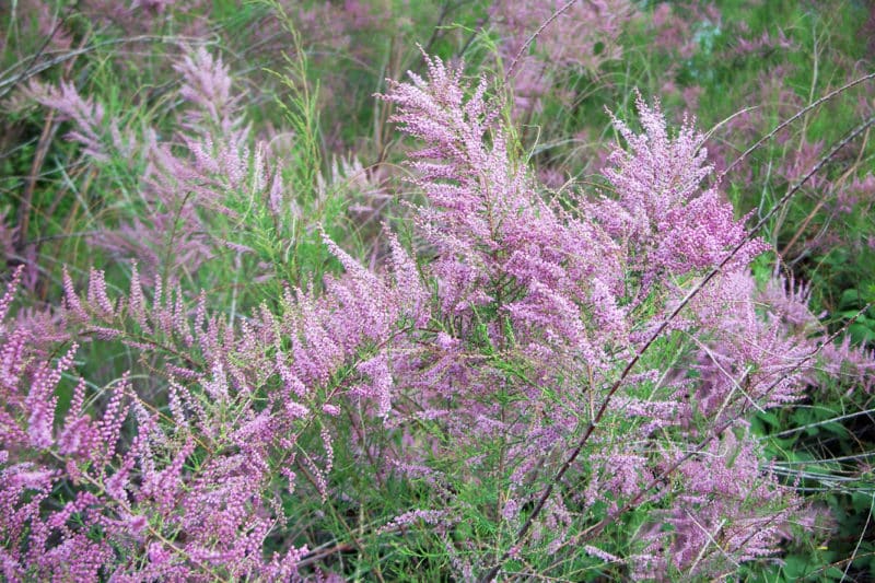 Tamarisk - Invasive Species Council of British Columbia
