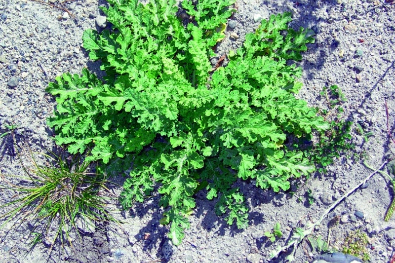 Tansy Ragwort - Invasive Species Council of British Columbia