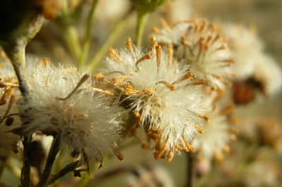 Tansy ragwort - Invasive Species Council of British Columbia