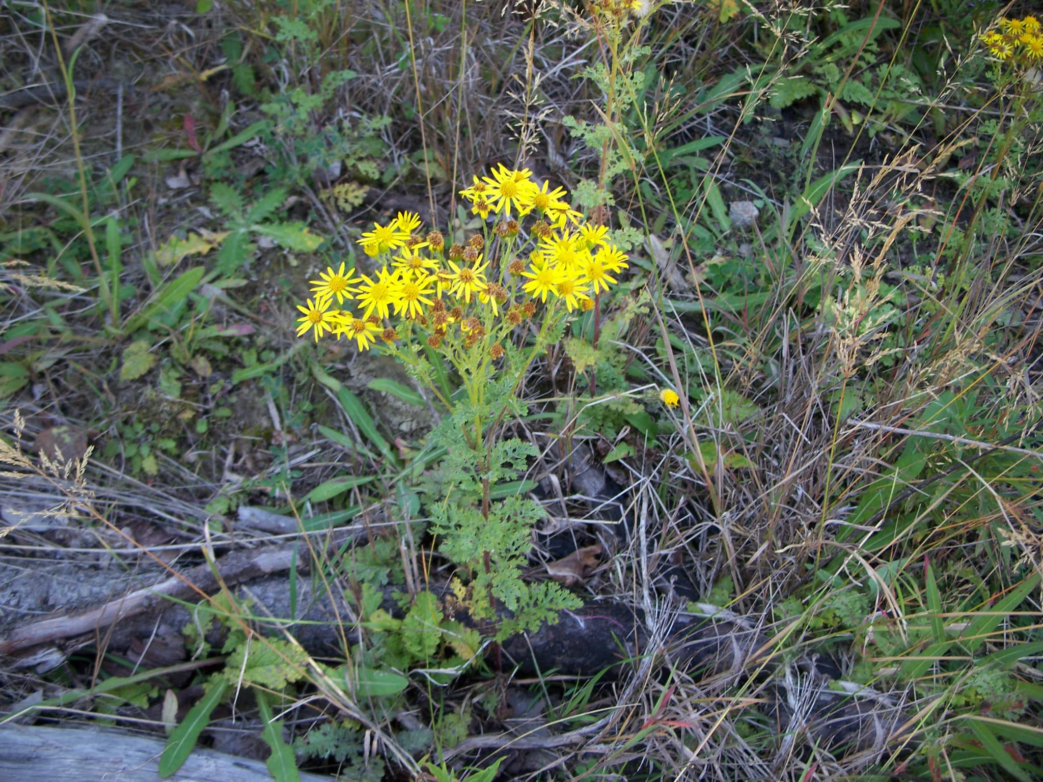 Tansy ragwort - Invasive Species Council of British Columbia