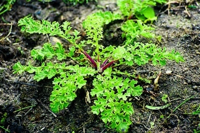Tansy ragwort - Invasive Species Council of British Columbia