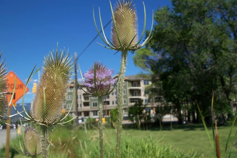 Teasel - Invasive Species Council of British Columbia