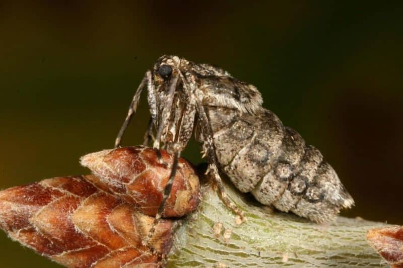 Winter moth - Invasive Species Council of British Columbia