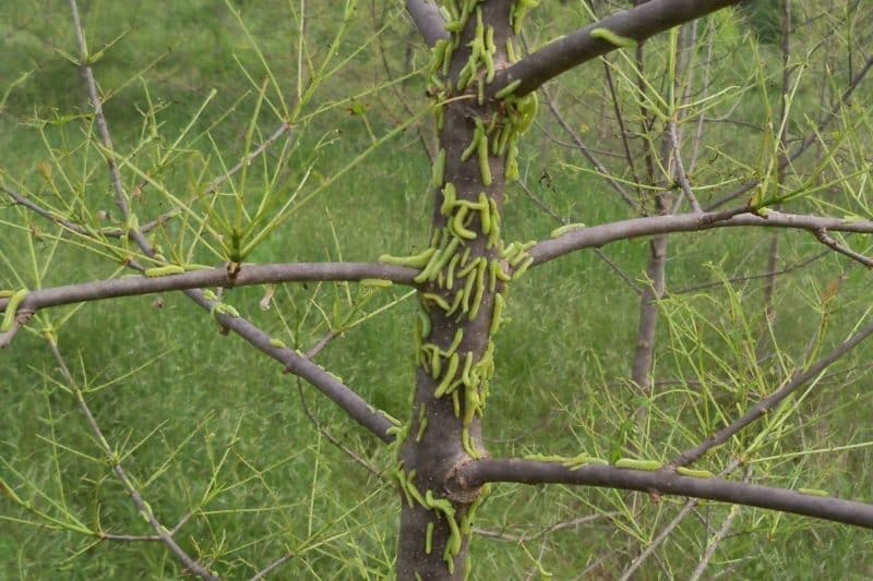 Winter moth - Invasive Species Council of British Columbia
