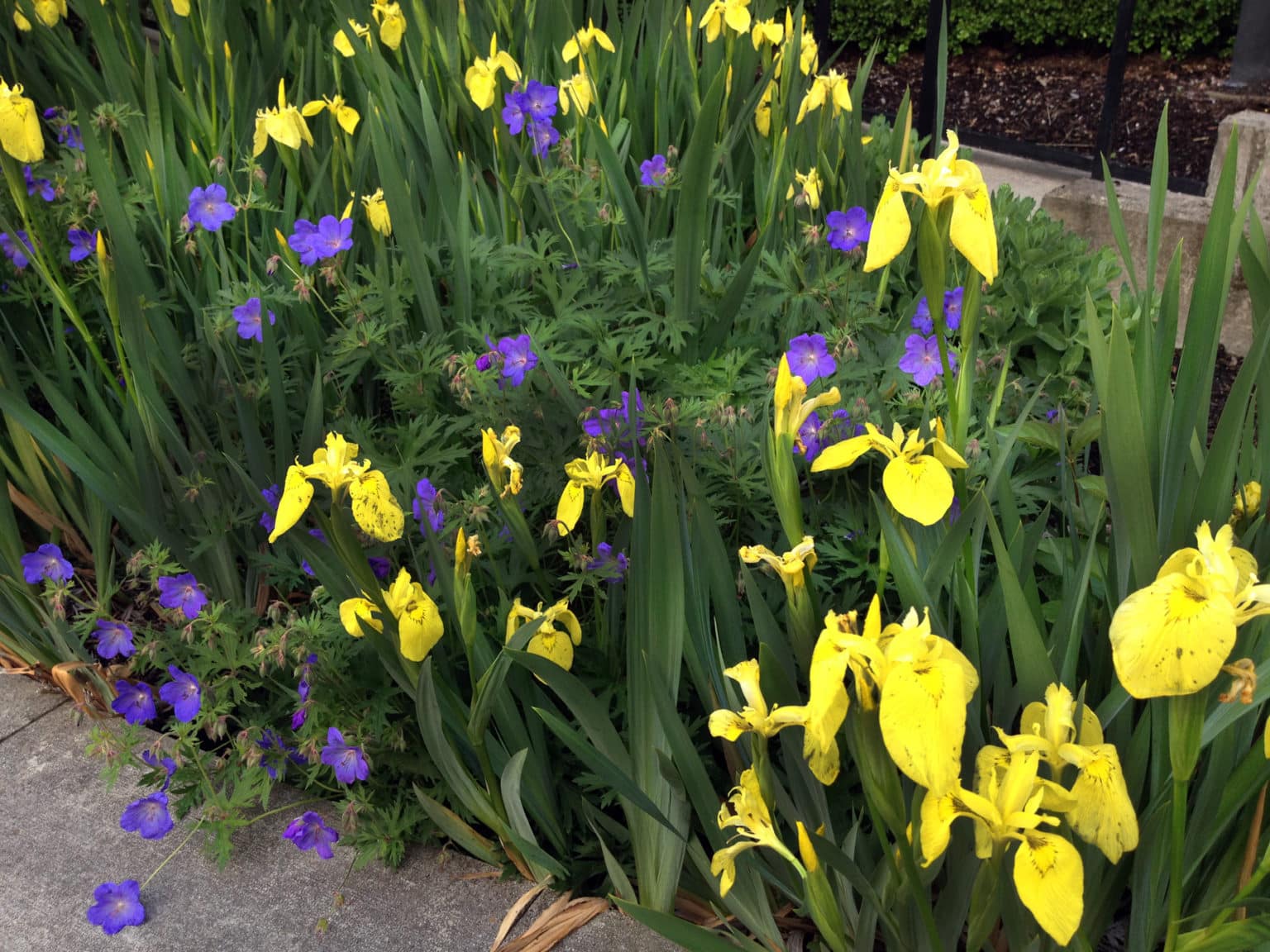 Yellow Flag Iris - Invasive Species Council of British Columbia