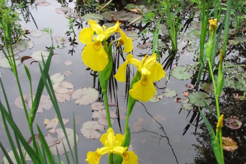 Yellow flag iris - Invasive Species Council of British Columbia