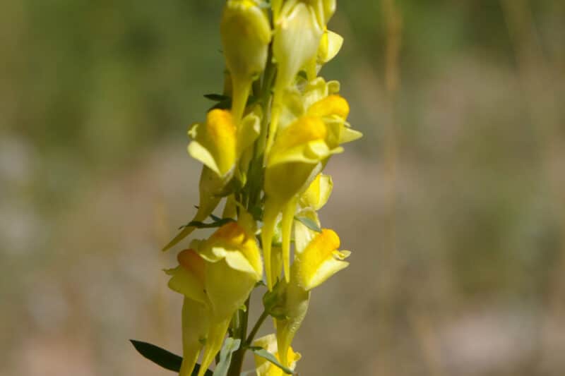 Yellow toadflax - Invasive Species Council of British Columbia