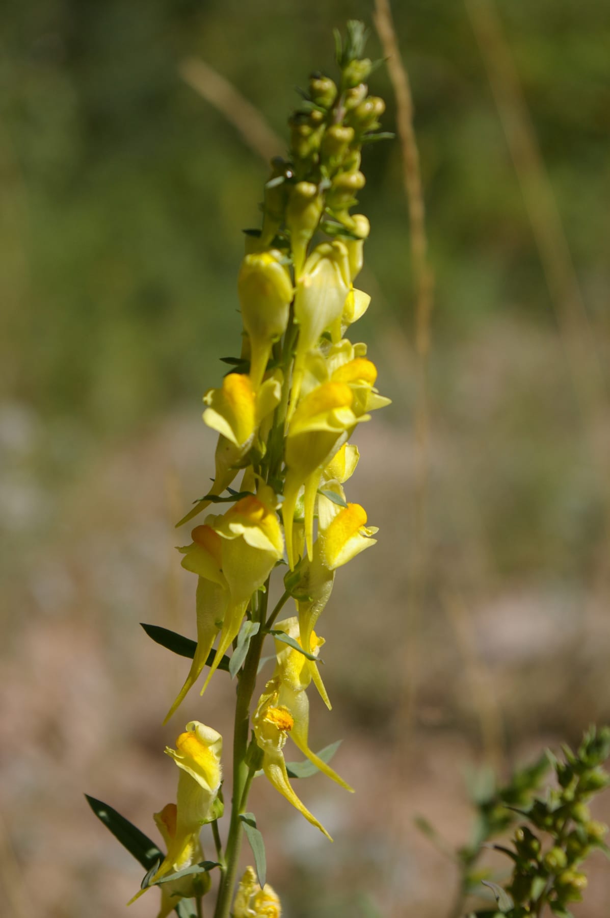 Yellow toadflax - Invasive Species Council of British Columbia