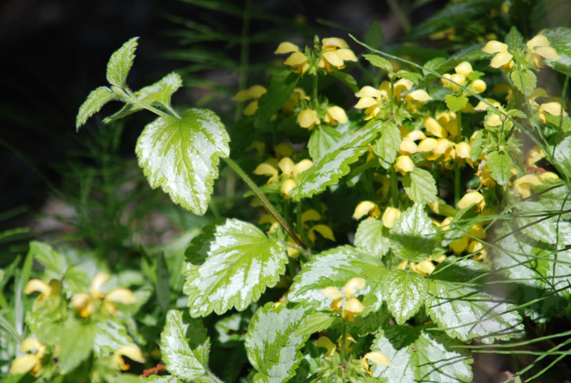 Yellow archangel - Invasive Species Council of British Columbia