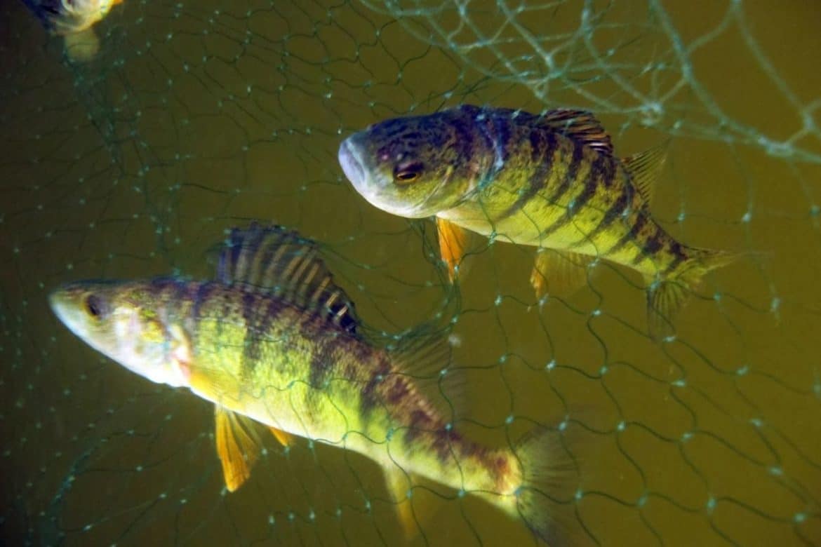 Yellow perch - Invasive Species Council of British Columbia
