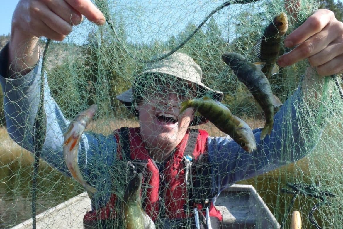 Yellow perch - Invasive Species Council of British Columbia