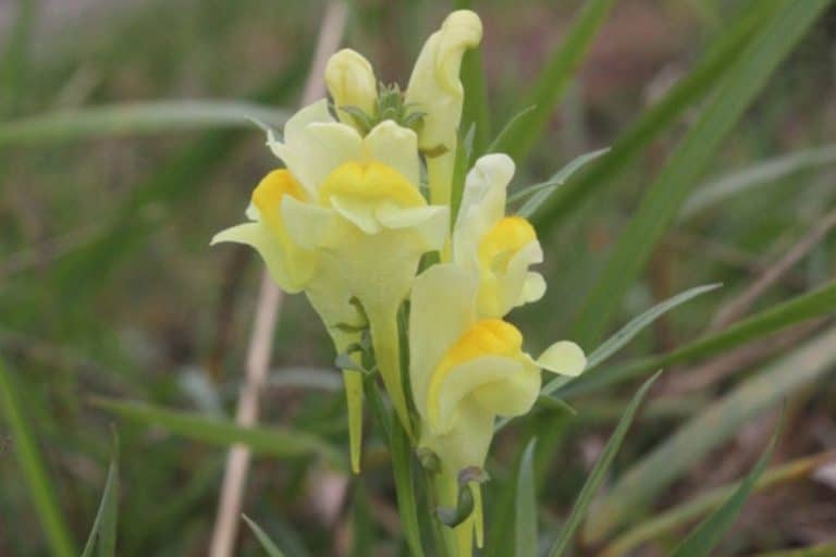 Yellow Toadflax - Invasive Species Council of British Columbia