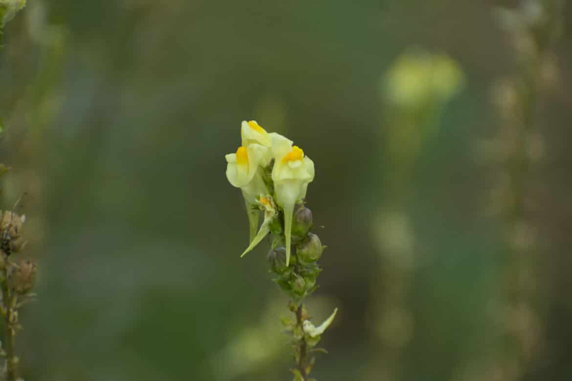 Yellow toadflax - Invasive Species Council of British Columbia