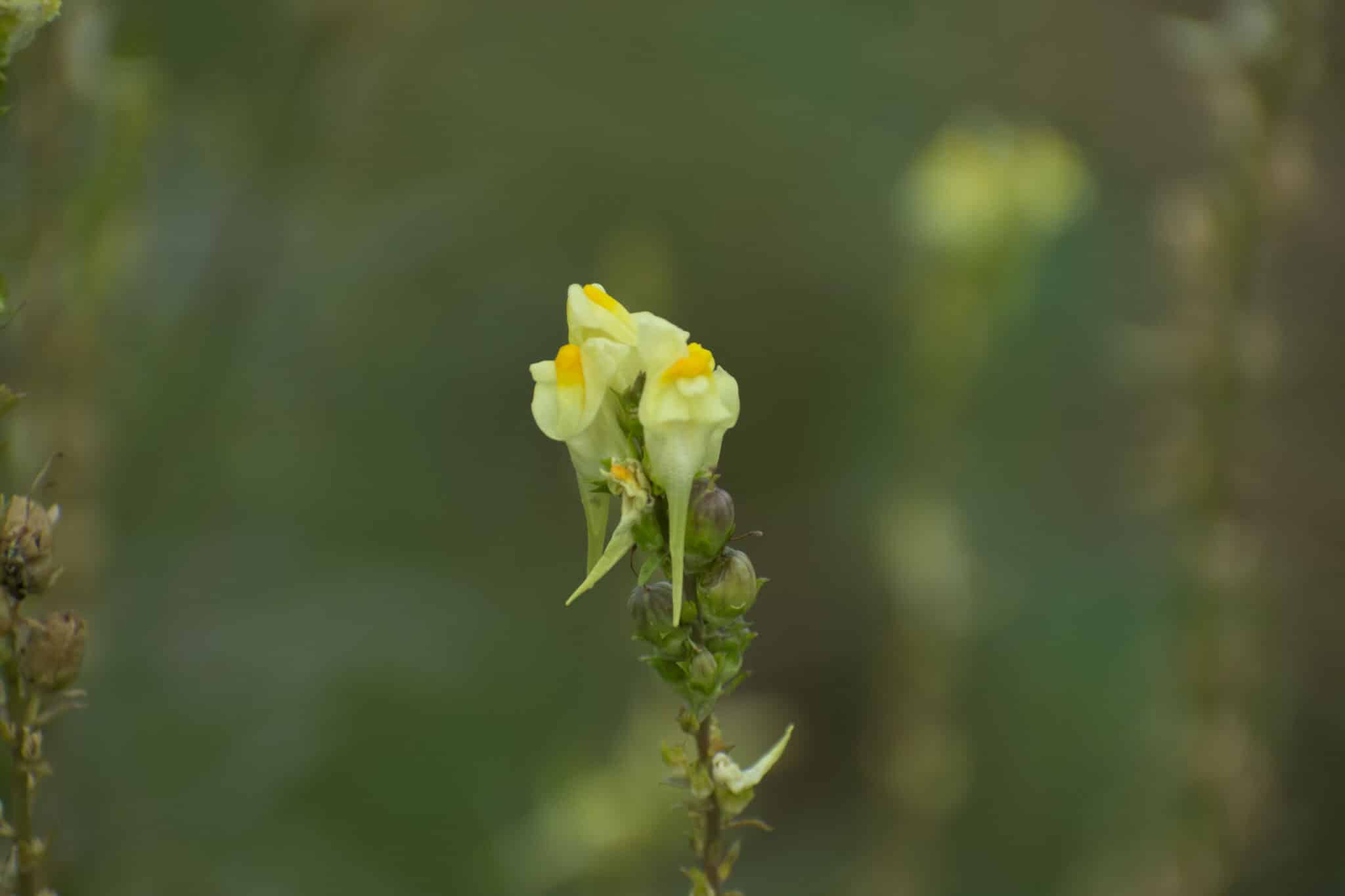 Yellow toadflax - Invasive Species Council of British Columbia