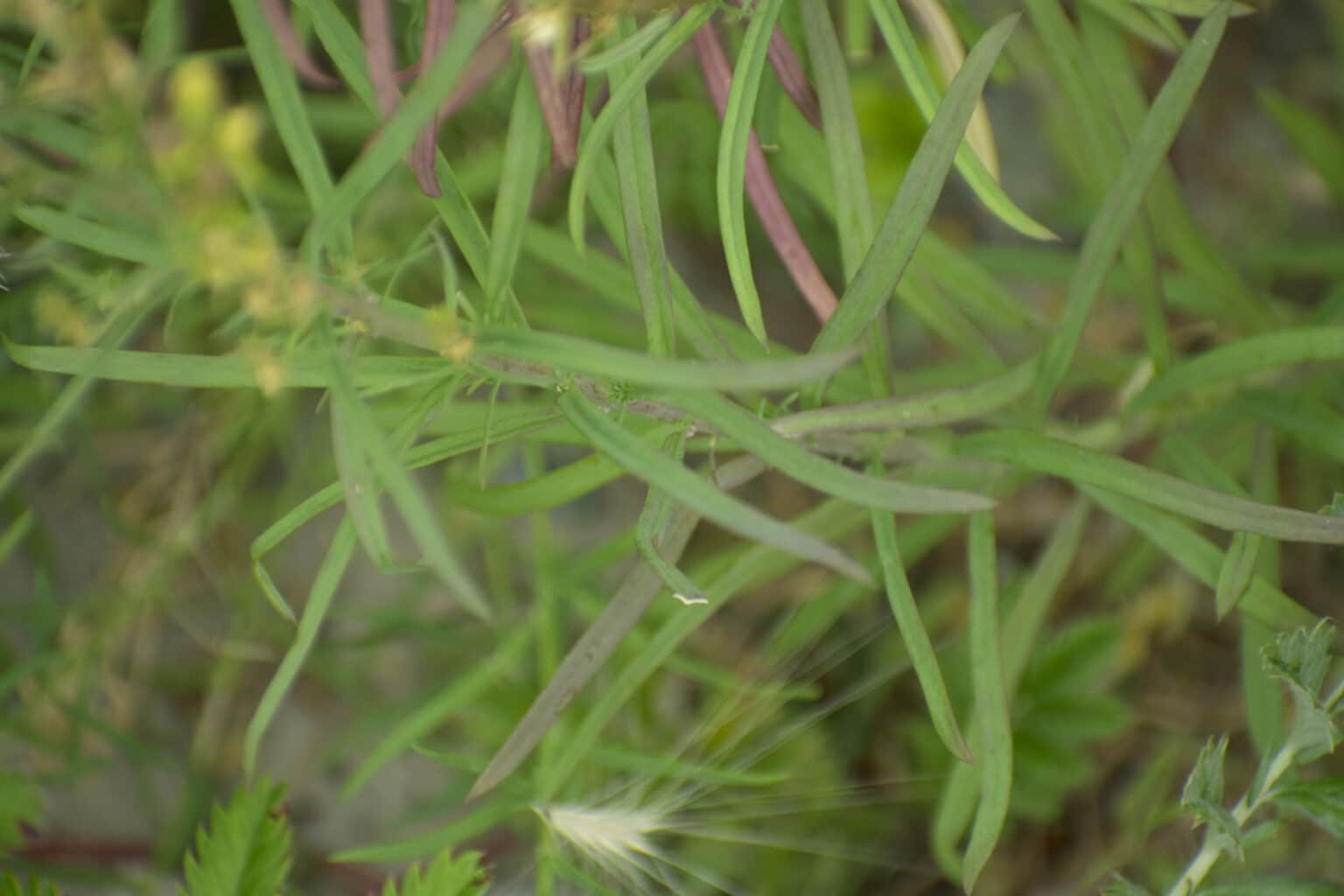 Yellow toadflax - Invasive Species Council of British Columbia