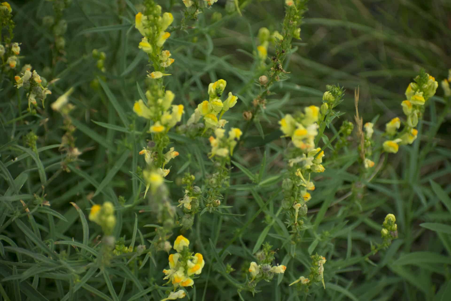 Yellow toadflax - Invasive Species Council of British Columbia