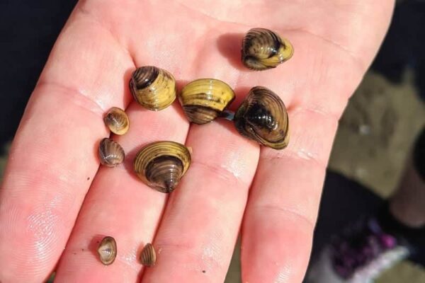 Invasive Asian clams found in Shuswap Lake highlight importance of ...