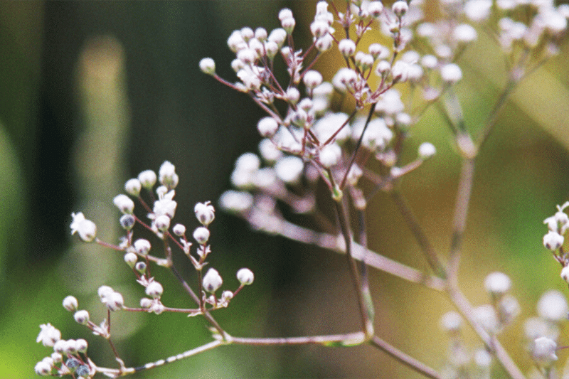 INVASIVES 2020-ISCBC’s 15th Annual Forum & AGM - Invasive Species ...