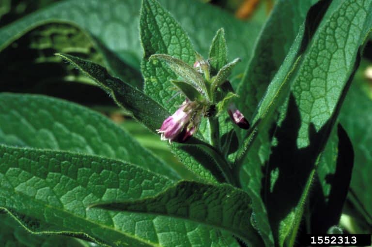 Grow Me Instead - Invasive Species Council of British Columbia