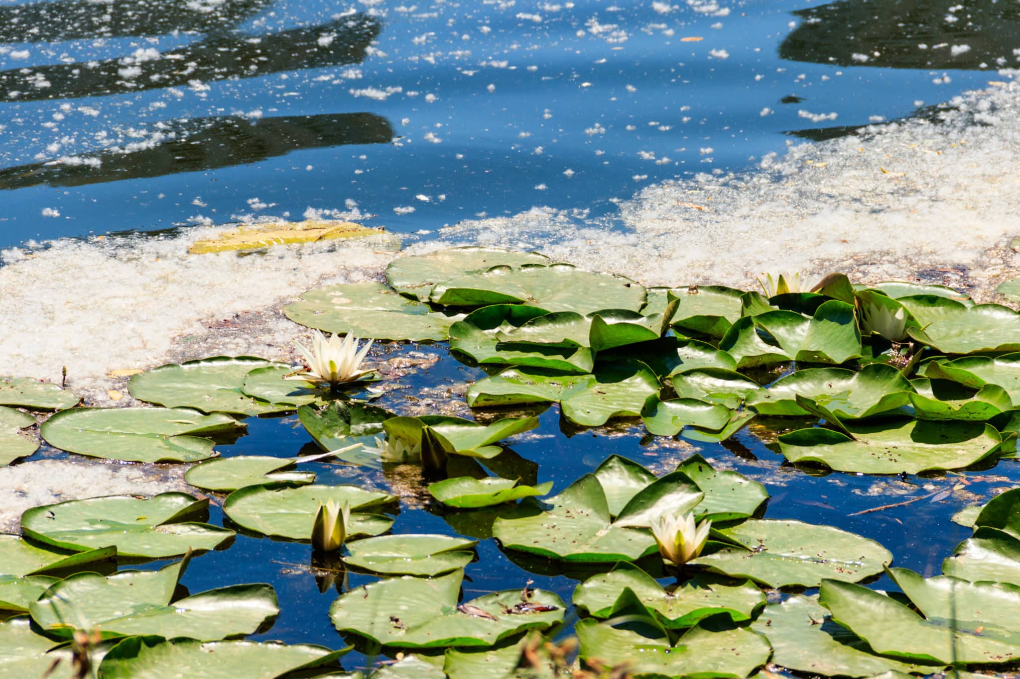 European waterlily - Invasive Species Council of British Columbia