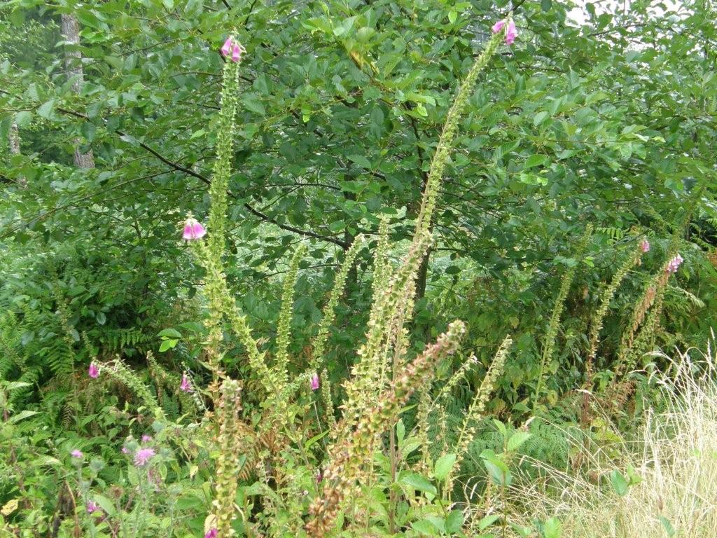 Foxglove - Invasive Species Council of British Columbia