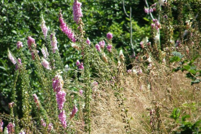 Foxglove - Invasive Species Council of British Columbia