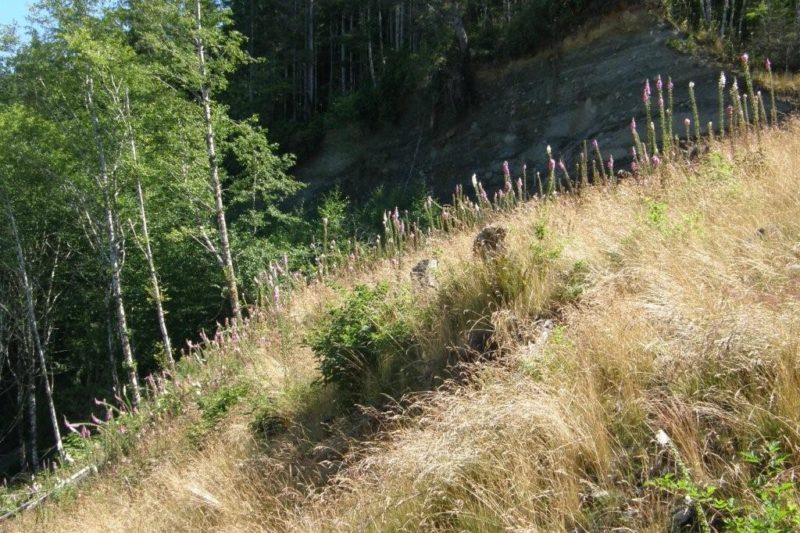 Foxglove - Invasive Species Council of British Columbia