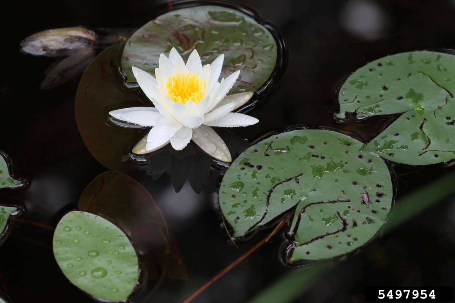 Grow Me Instead - Invasive Species Council of British Columbia