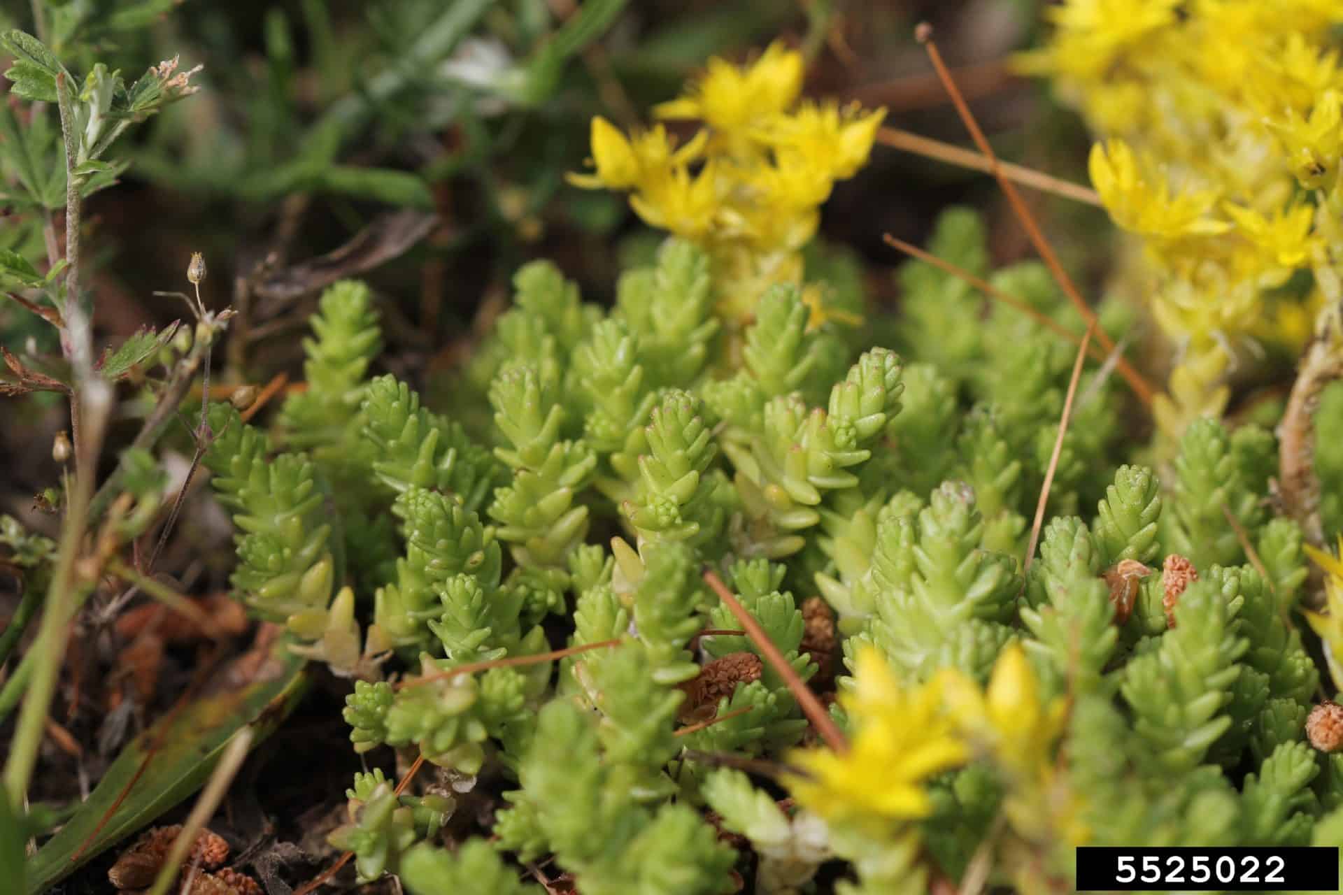 Goldmoss stonecrop - Invasive Species Council of British Columbia