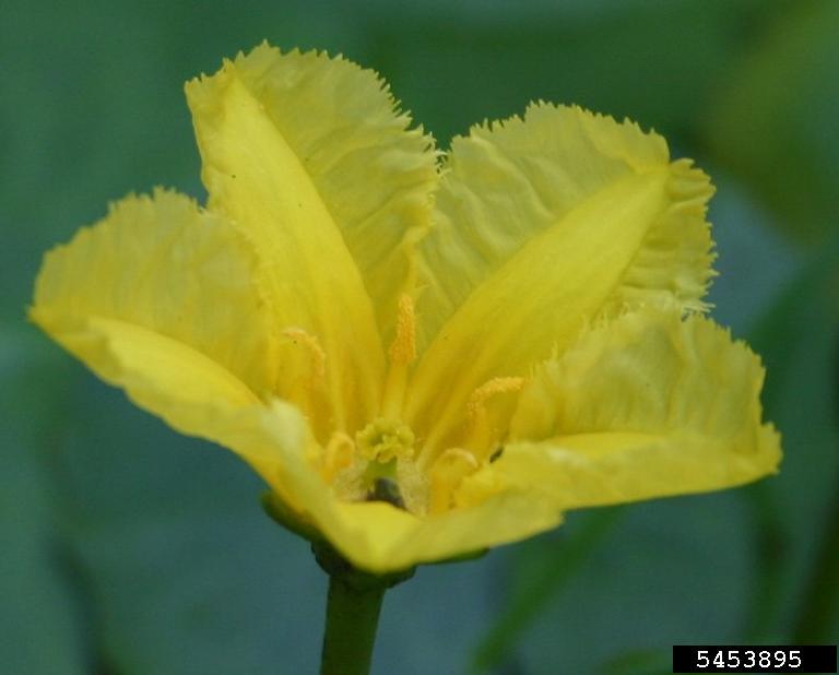 Yellow floating heart - Invasive Species Council of British Columbia