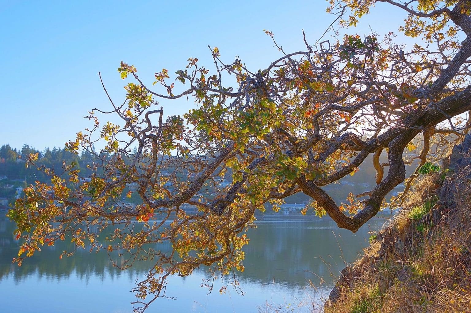Volunteer Spotlight: Garry Oak Meadow Restoration - Invasive Species ...