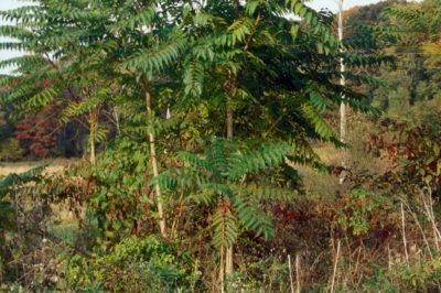 Tree of heaven - Invasive Species Council of British Columbia